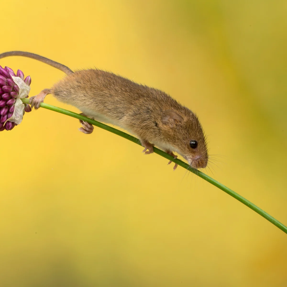 Old 2006 Book Revealed Hanta Virus Link to Rodents